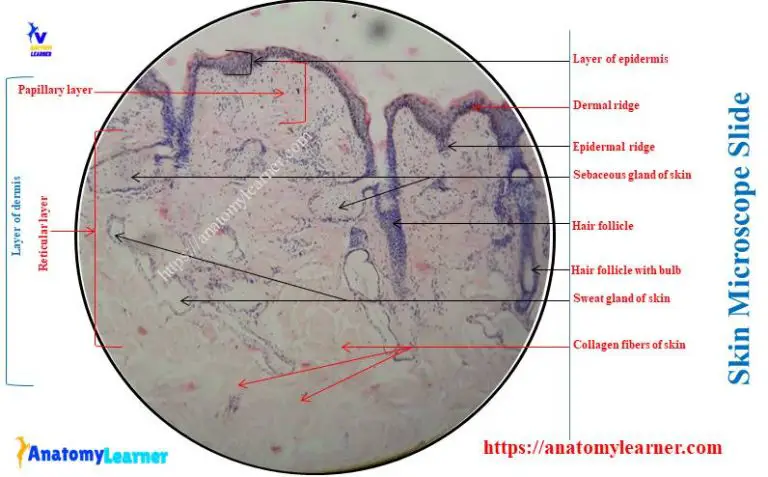 Skin Under Microscope » AnatomyLearner >> Veterinary Anatomy Study ...
