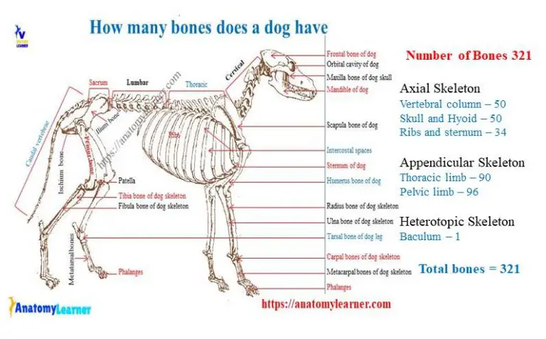 How Many Bones Does a Dog Have » AnatomyLearner >> Veterinary Anatomy ...
