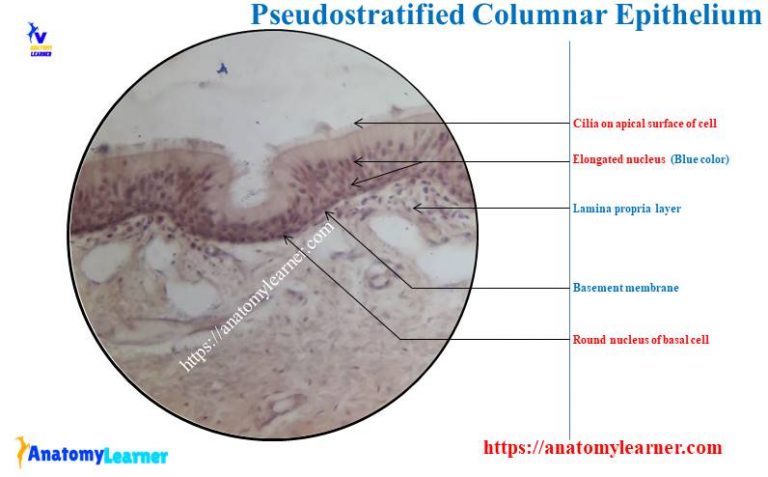 Pseudostratified Columnar Epithelium under a Microscope with a Labeled ...