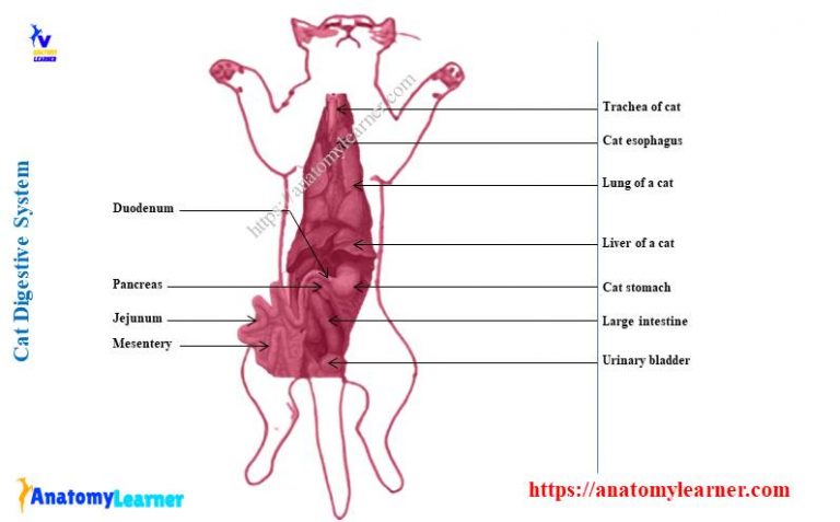 Cat Digestive System Anatomy with a Labeled Diagram » AnatomyLearner ...