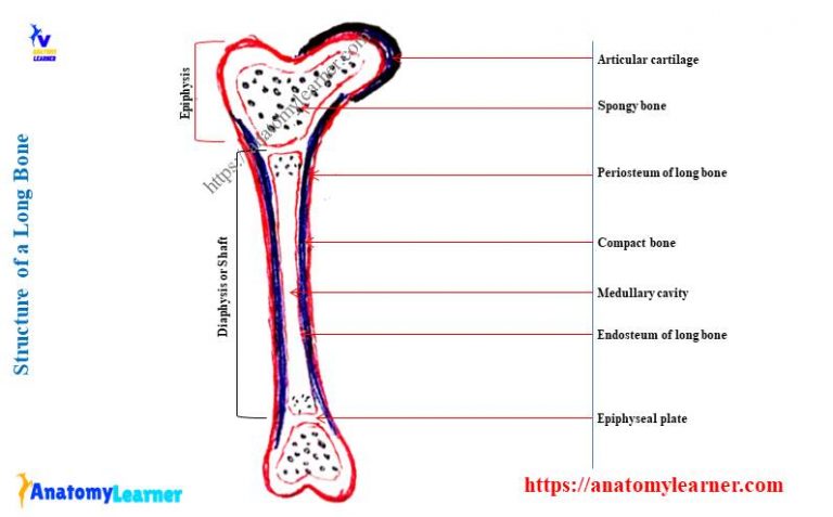 Structure of a Long Bone - Shaft with a Labeled Diagram ...