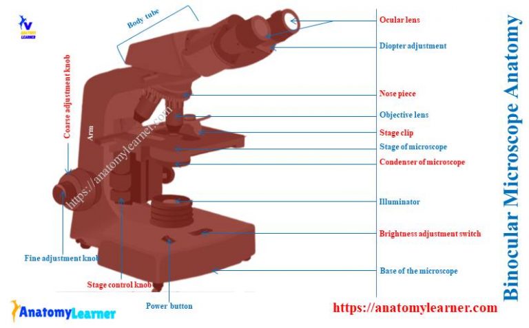 Binocular Microscope Anatomy - Parts and Functions with a Labeled ...