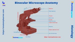 Binocular Microscope Anatomy - Parts and Functions with a Labeled ...
