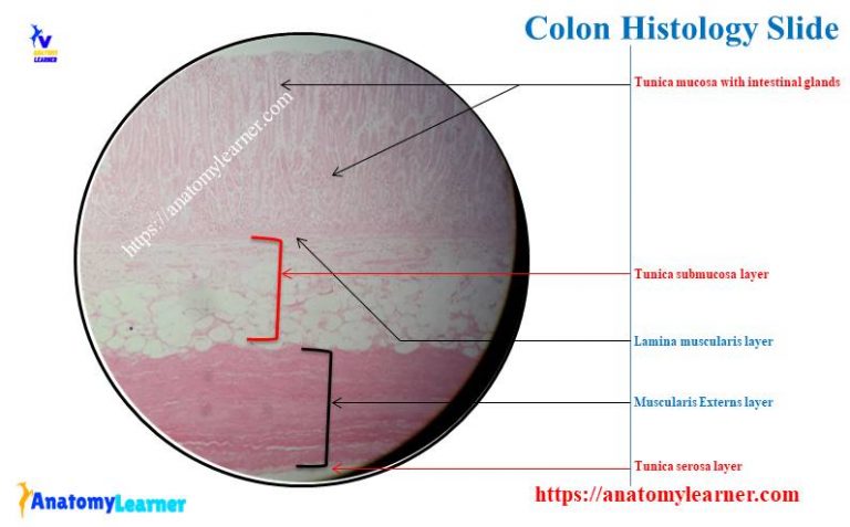 Colon Histology Slide with Labeled Diagram » AnatomyLearner ...