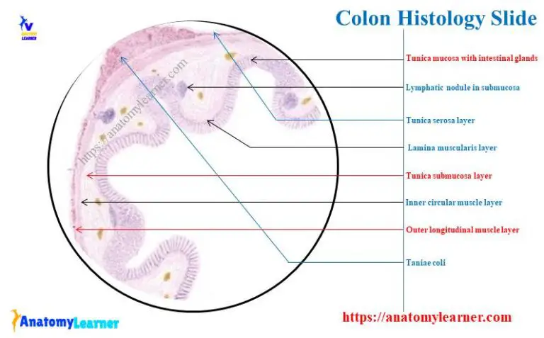 Colon Histology Slide with Labeled Diagram » AnatomyLearner ...