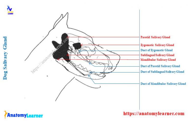 Dog Salivary Gland Anatomy » AnatomyLearner >> Veterinary Anatomy Study ...