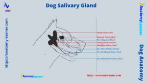 Dog Salivary Gland Anatomy » AnatomyLearner >> Veterinary Anatomy Study ...