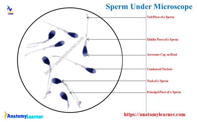 Sperm Under Microscope with Labeled Diagram » AnatomyLearner ...