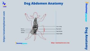 Dog Abdomen Anatomy - Abdominal Muscle and Organs » AnatomyLearner ...