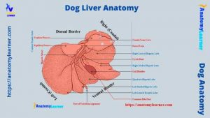 Dog Liver Anatomy - Canine Hepatic Lobes with Diagram » AnatomyLearner ...