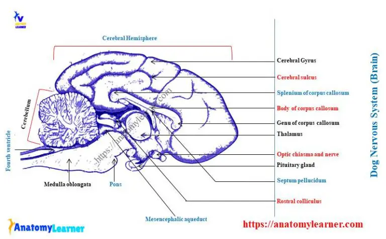 Dog Nervous System Anatomy with Diagram » AnatomyLearner >> The Place ...