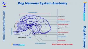 Dog Nervous System Anatomy with Diagram » AnatomyLearner >> The Place ...