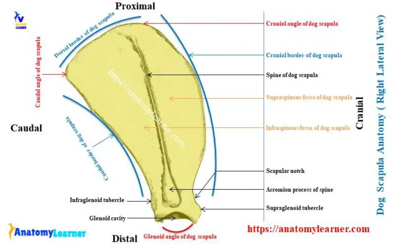 Dog Scapula Anatomy - Features of Scapular Bone and Muscles ...