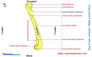 Dog Femur Bone Anatomy - Canine Thigh » AnatomyLearner >> Veterinary ...