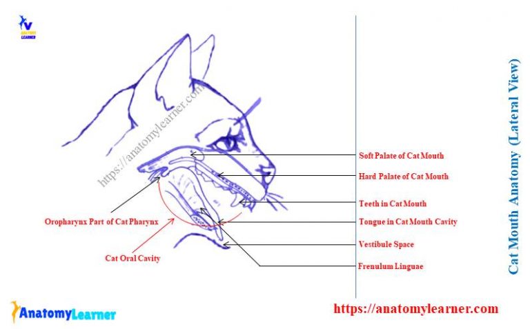 Cat Mouth Anatomy - Feline Oral Cavity with Labeled Diagram ...