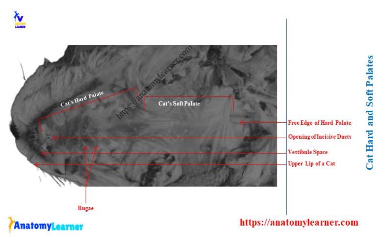Cat Mouth Anatomy - Feline Oral Cavity with Labeled Diagram ...