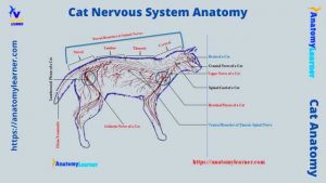 Cat Nervous System Anatomy - Central and Peripheral Parts with Diagram ...