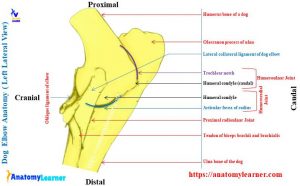 Dog Elbow Anatomy - Bone, Muscle, and Ligaments » AnatomyLearner ...