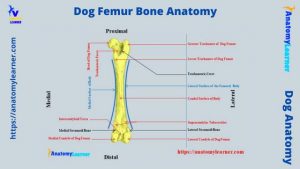 Dog Femur Bone Anatomy - Canine Thigh » AnatomyLearner >> Veterinary ...