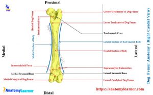 Dog Femur Bone Anatomy - Canine Thigh » AnatomyLearner >> Veterinary ...