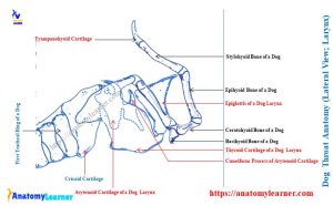 Dog Throat Anatomy with Diagram - Pharynx and Larynx » AnatomyLearner ...