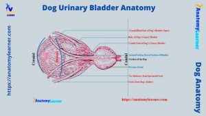 Dog Urinary Bladder Anatomy » AnatomyLearner >> Veterinary Anatomy ...