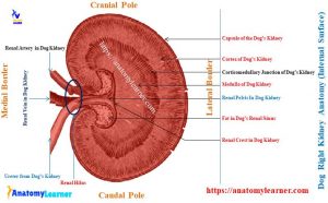 Dog Kidney Anatomy - Right and Left Canine Kidneys Location with Diagram » AnatomyLearner >> The ...
