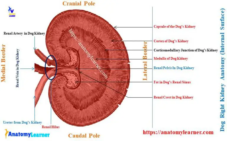Dog Kidney Anatomy - Right and Left Canine Kidneys Location with ...