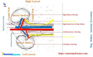 Dog Kidney Anatomy - Right and Left Canine Kidneys Location with ...