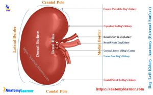 Dog Kidney Anatomy - Right and Left Canine Kidneys Location with Diagram » AnatomyLearner >> The ...
