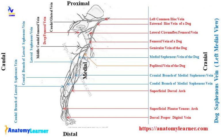 Dog Saphenous Vein (Lateral and Medial) Anatomy » AnatomyLearner ...