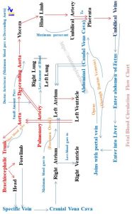 Fetal Circulation Flow Chart with Explanation » AnatomyLearner ...