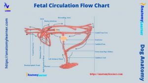 Fetal Circulation Flow Chart with Explanation » AnatomyLearner ...