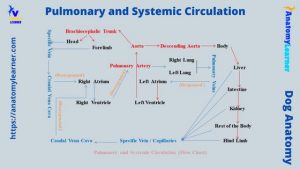 What is the Difference between Pulmonary and Systemic Circulation ...