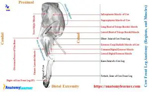 Cow Leg Anatomy - Bone, Muscles, and Vessels from Front and Hind Legs ...
