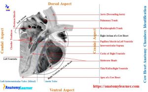 Cow Heart Anatomy - 4 Chambers with Labeled Diagram » AnatomyLearner ...