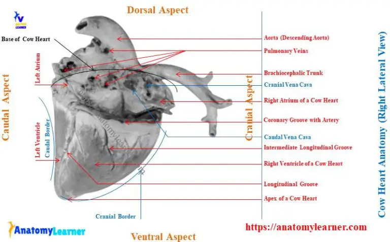 Cow Heart Anatomy - 4 Chambers with Labeled Diagram » AnatomyLearner ...