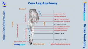 Cow Leg Anatomy - Bone, Muscles, and Vessels from Front and Hind Legs ...