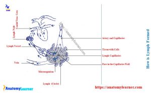 How is Lymph Formed and Transported - Lymph Circulation Flow Chart ...