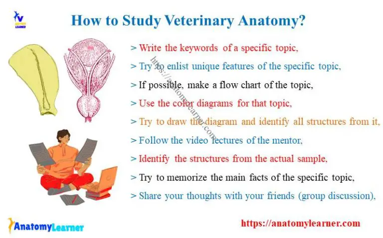 How to Study Veterinary Anatomy » AnatomyLearner >> Veterinary Anatomy ...