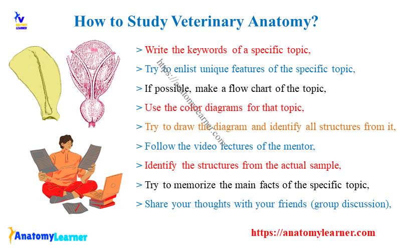 How To Study Veterinary Anatomy AnatomyLearner The Place To Learn How To Study Veterinary Anatomy AnatomyLearner The Place To Learn