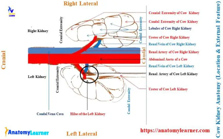 Cow Kidney Anatomy - External and Internal Features with Diagram ...