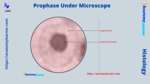 Prophase Under Microscope - from Mitosis and Meiosis Stages ...