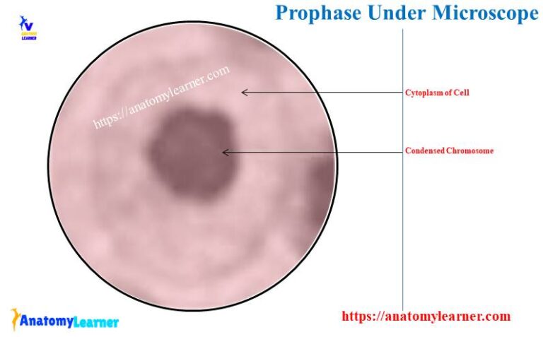 Prophase Under Microscope - from Mitosis and Meiosis Stages ...