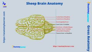 Sheep Brain Anatomy with Labeled Diagram » AnatomyLearner >> Veterinary ...