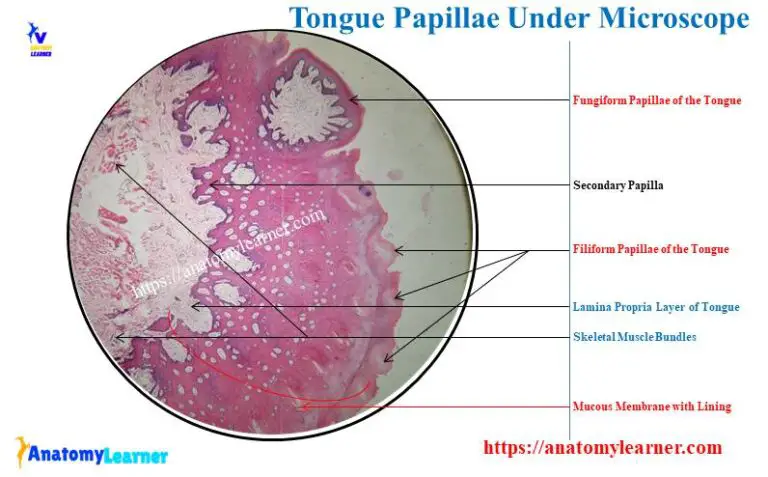 Tongue Under Microscope with Labeled Diagram » AnatomyLearner ...
