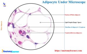 Adipose Tissue Under Microscope with Labeled Diagram » AnatomyLearner ...