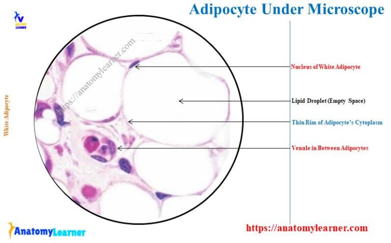 Adipose Tissue Under Microscope with Labeled Diagram » AnatomyLearner ...