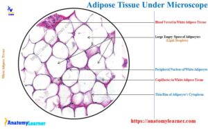 Adipose Tissue Under Microscope with Labeled Diagram » AnatomyLearner ...