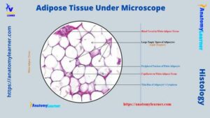 Adipose Tissue Under Microscope with Labeled Diagram » AnatomyLearner ...